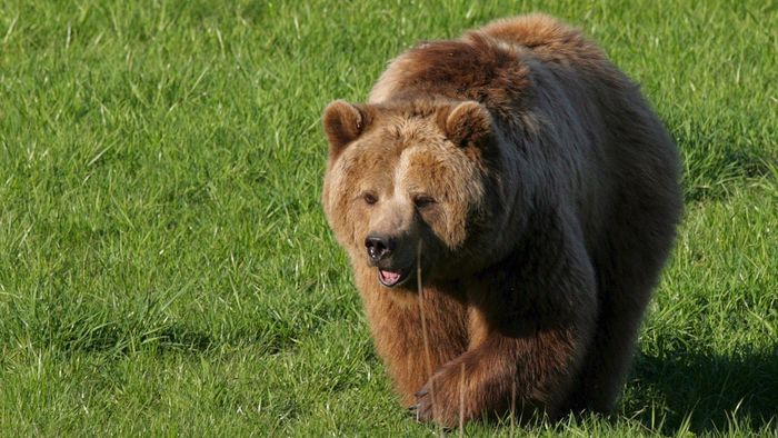 Parco delle Orobie: polizza per i danni provocati dall’orso - Cronaca