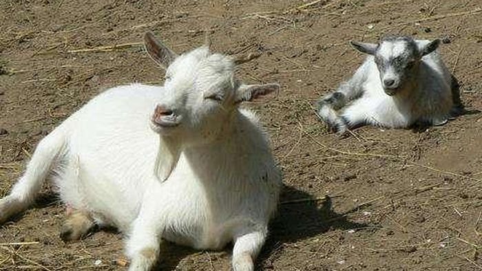 Fiera delle capre ad Ardesio Protagonisti bimbi e allevatori - Economia