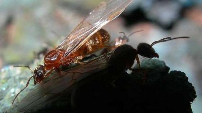 Formiche volanti, nessun allarme Soltanto una migrazione naturale - Cronaca