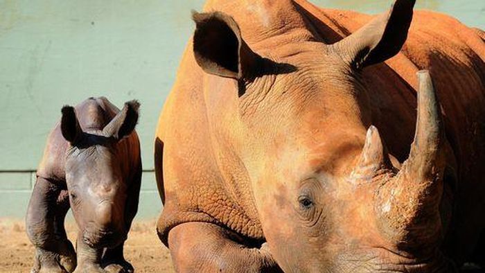 Svizzera/ Museo si protegge da ladri di corna di rinoceronte - apcom