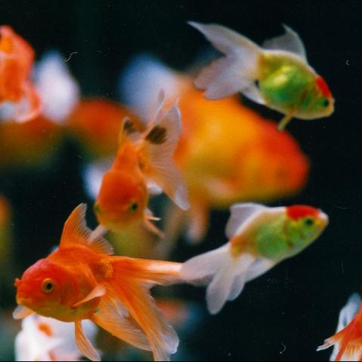 L'alimentazione del pesce rosso - Rubriche Amici con la coda