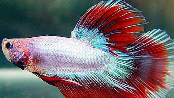 Il Betta Splendens, pesce sfortunato - Rubriche Amici con la coda