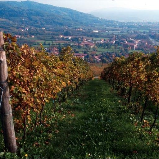 Nasce «Le Signore della Valcalepio» - Rubriche Enogastronomia