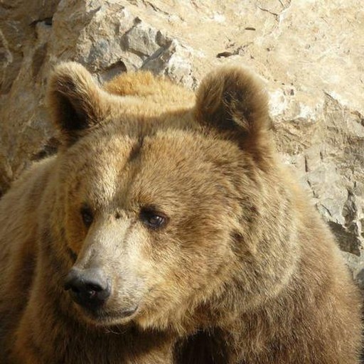 Alla scoperta dell'orso ai Laghi Gemelli - Rubriche Tempo libero