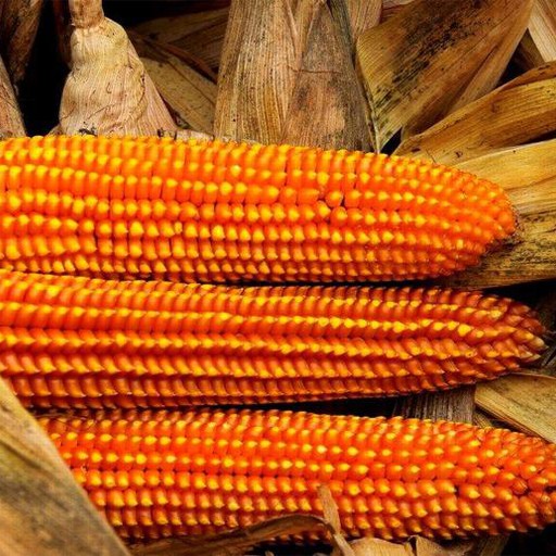 Gli antichi mais «di scena» a Venezia con l’alta cucina - Rubriche ...