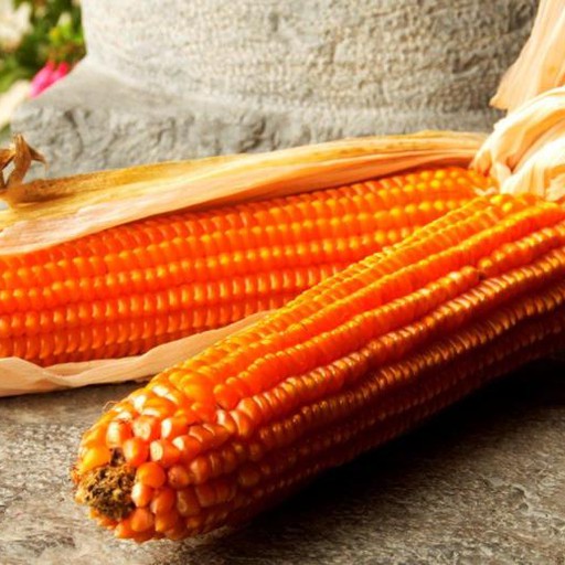 «Bergamo capitale europea del Mais» Slogan di oggi? No, degli Anni ’50 ...