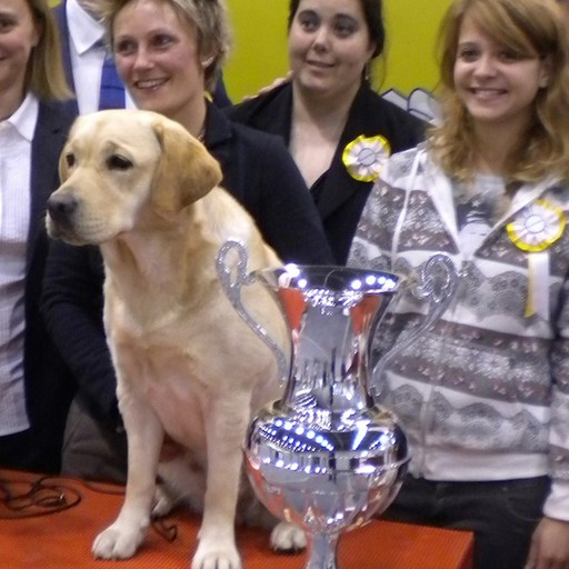 «Loch Mor Saffron», bergamasco È lui il labrador più bello d’Italia ...