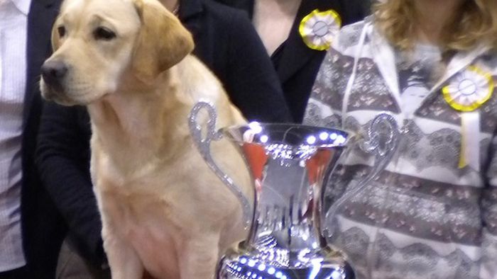 «Loch Mor Saffron», bergamasco È lui il labrador più bello d’Italia ...