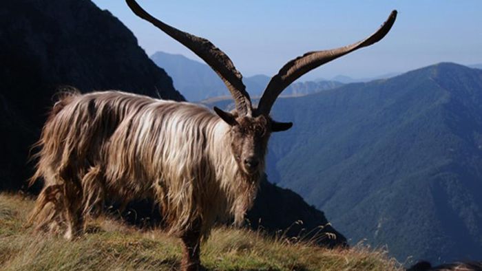 Capra orobica Nasce presidio - Rubriche Enogastronomia