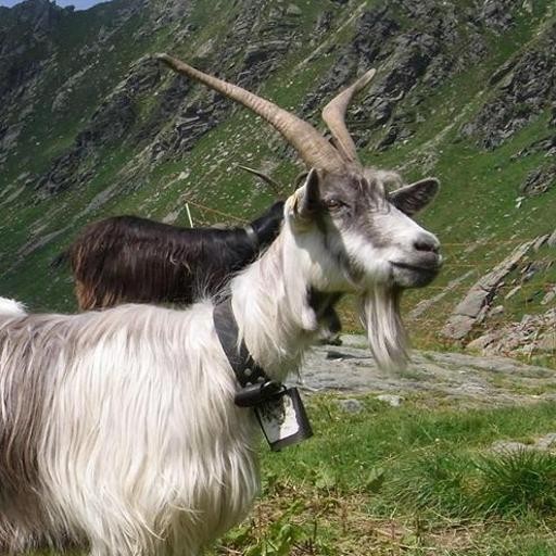 La Capra orobica presidio Slow Food Rischiava l’estinzione, ora la ...