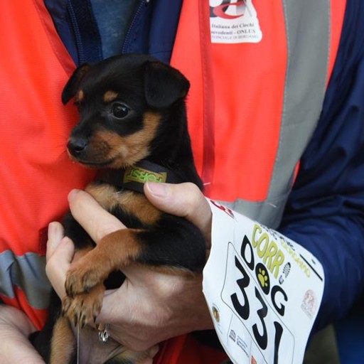 Oltre 500 per la Corri Dog - le immagini Ecco le foto dei lettori: ne ...
