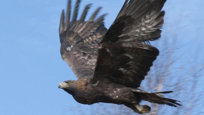 Attaccati da un rapace in Val Brembana Escursionisti illesi, ma che ...
