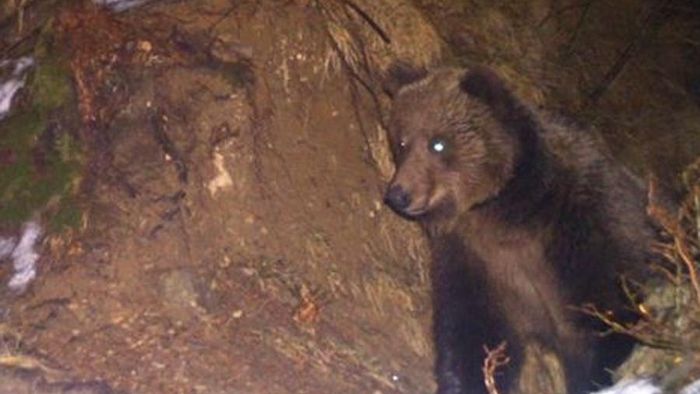 Valleve, l’orso «catturato» da una foto «M18» si è risvegliato dal ...