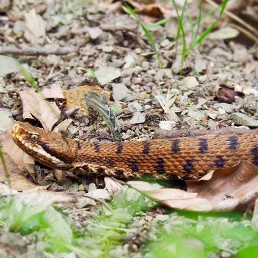 Dopo il serpente nel motorino ad Albino ecco l’aspide al santuario a ...