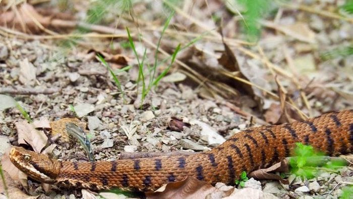 Dopo il serpente nel motorino ad Albino ecco l’aspide al santuario a ...