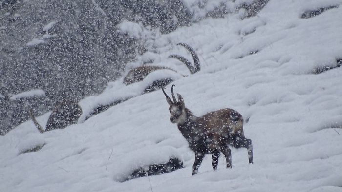 Aprile con la neve sopra i mille metri Nelle valli oltre 20 centimetri ...