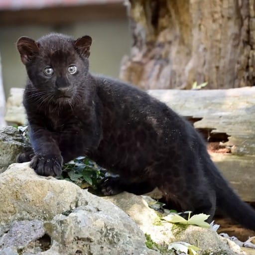 Un cucciolo di pantera nera e tre suricati: sono i nuovi nati alle ...