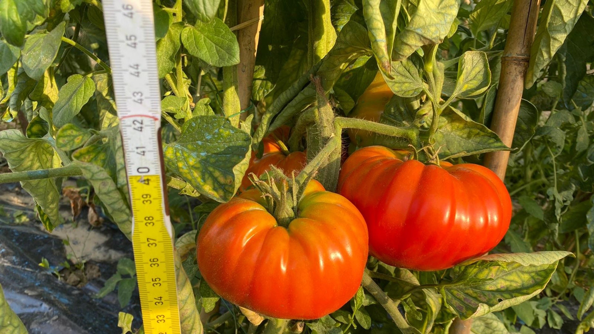 «La Rava e la Fava», indagine su un pomodoro al di sopra di ogni sospetto