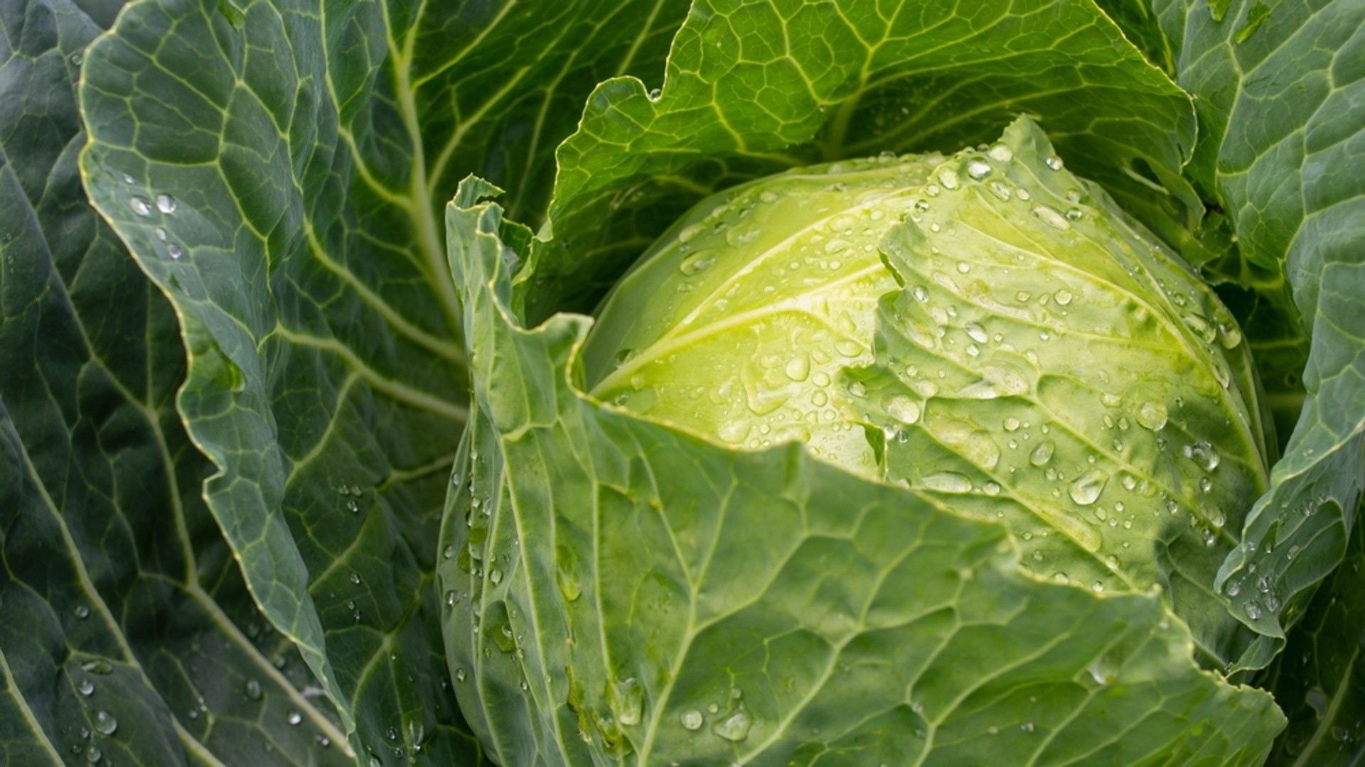 Vegan, solo una moda? «Col cavolo!»