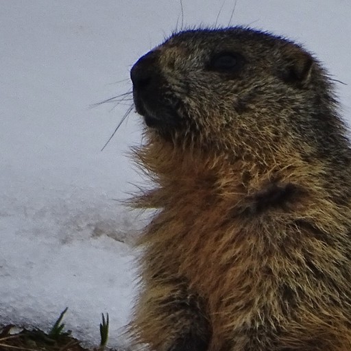 Inverno anomalo: le marmotte sono già uscite dalle loro tane - Cronaca ...