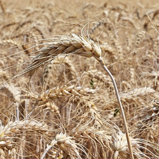 Corridoi per il grano: niente facile ottimismo - L'Editoriale, Mondo