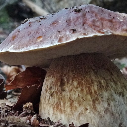 Funghi, con le piogge ecco la prima «fiorita». E qualche sorpresa ...