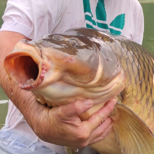 Carpa da record pescata nel lago d’Endine: oltre 31 chilogrammi di peso ...