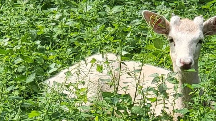 Il piccolo George è salvo: daino albino «adottato» dagli abitanti di ...