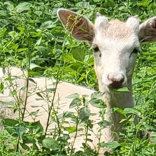 Il piccolo George è salvo: daino albino «adottato» dagli abitanti di ...