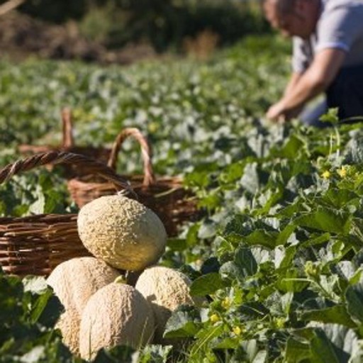 Melone di Calvenzano, la grande calura estiva non ha rovinato la ...