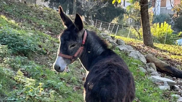 Entratico, nei giorni di Santa Lucia è sparito l’asino Alfredo: l’hanno rubato? - Cronaca