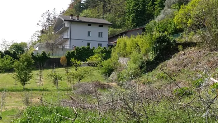 Il bosco incolto diventa simbolo di rinascita - Cronaca