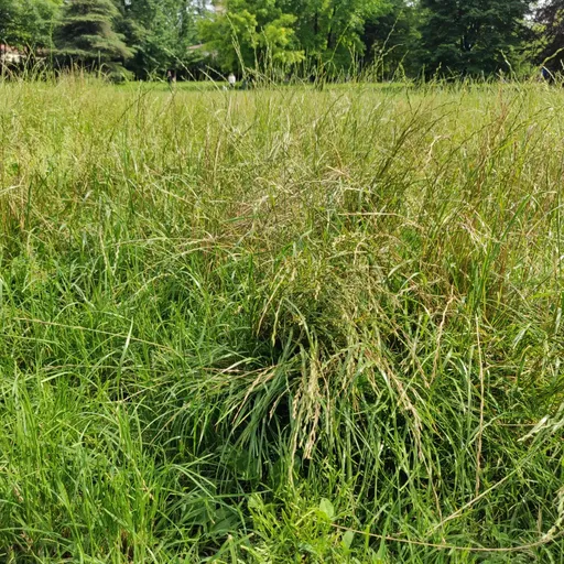 Piove, l’erba cresce troppo nei quartieri. Il Comune fa fatica a ...