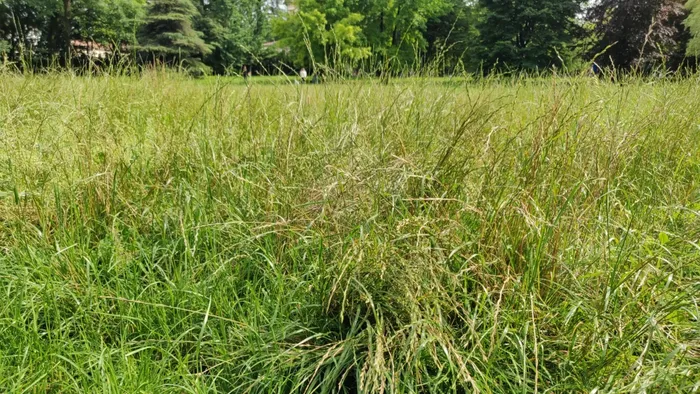 Piove, l’erba cresce troppo nei quartieri. Il Comune fa fatica a ...