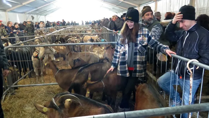 La fiera delle capre e degli asini ad Ardesio