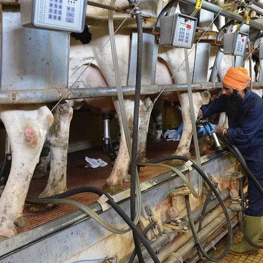 I nuovi «bergamini» arrivano dall’India