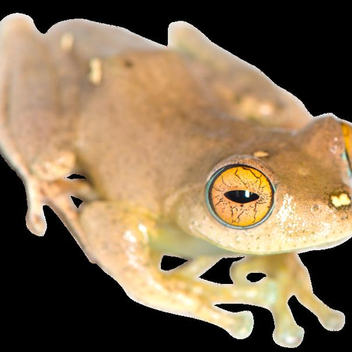 Scoperte 7 specie di rane, fanno suoni da Star Trek - Scienza e Tecnologia