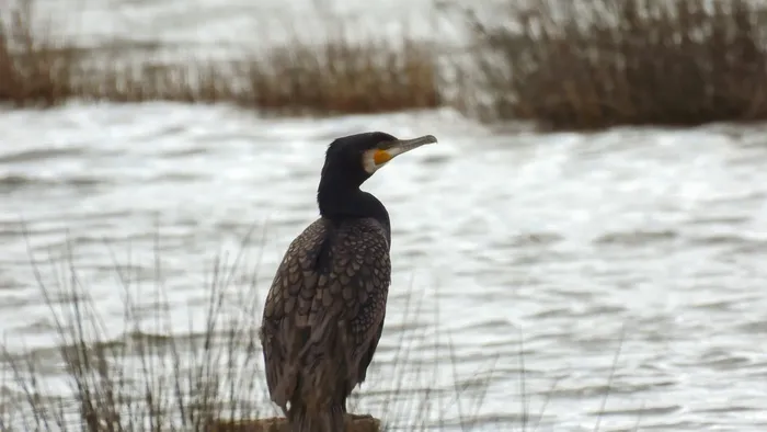 «Ora i cormorani sono un problema»