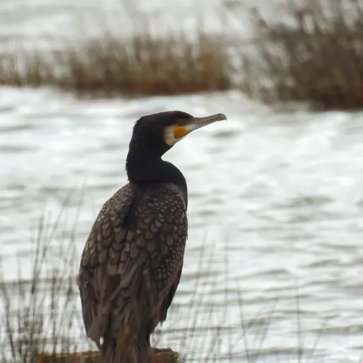 «Ora i cormorani sono un problema»