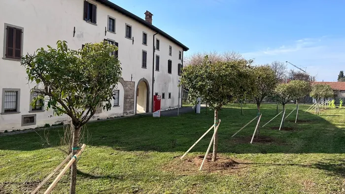 Cantiere e-Brt, 11 alberi traslocano da via Bono a Boccaleone - Cronaca
