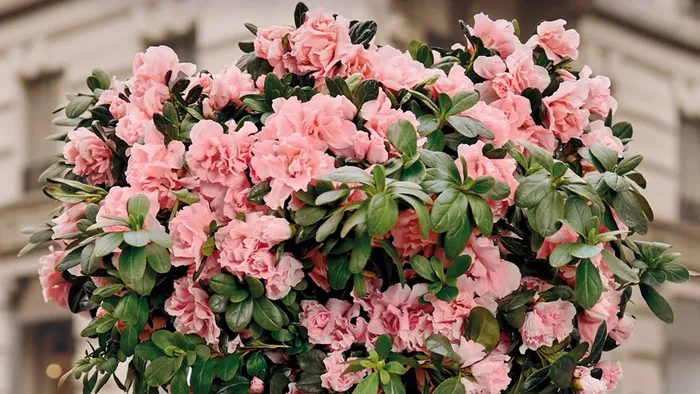 Airc, in 40 anni 300 milioni per la ricerca. Torna la raccolta fondi ...