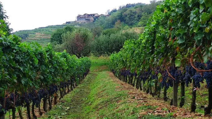 Vendemmia orobica con l’incognita meteo