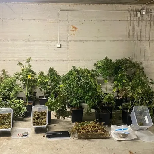 Coltiva marijuana in camera da letto: arrestato