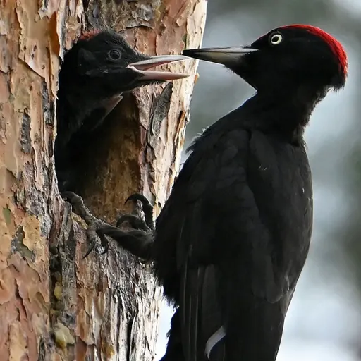 Picchi in declino per il degrado degli habitat