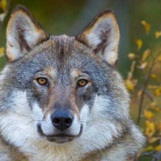 Il ritorno del lupo: dati, rischi e biodiversità