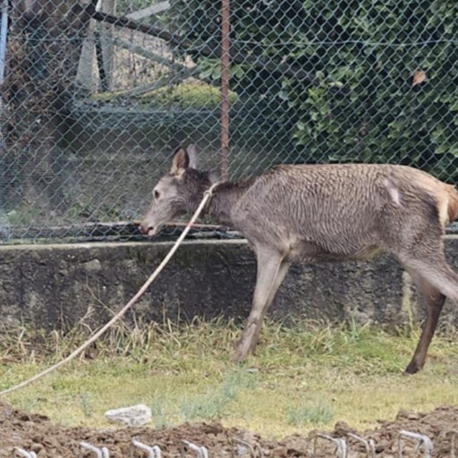 Salvata la cerva intrappolata a Carobbio