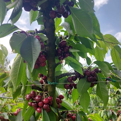 Frutta, la raccolta self service torna questo weekend